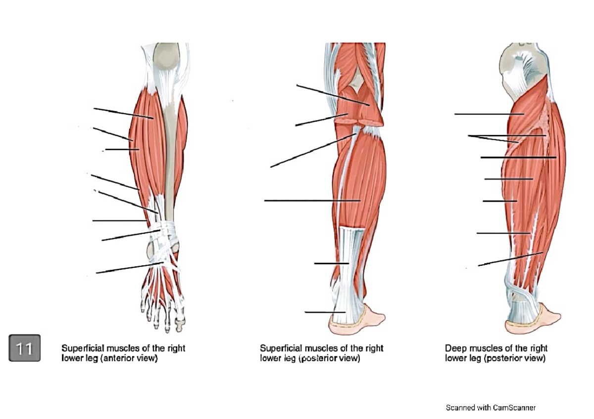 Muscles of the Lower Leg and Upper Body: A Comprehensive Overview - Studocu