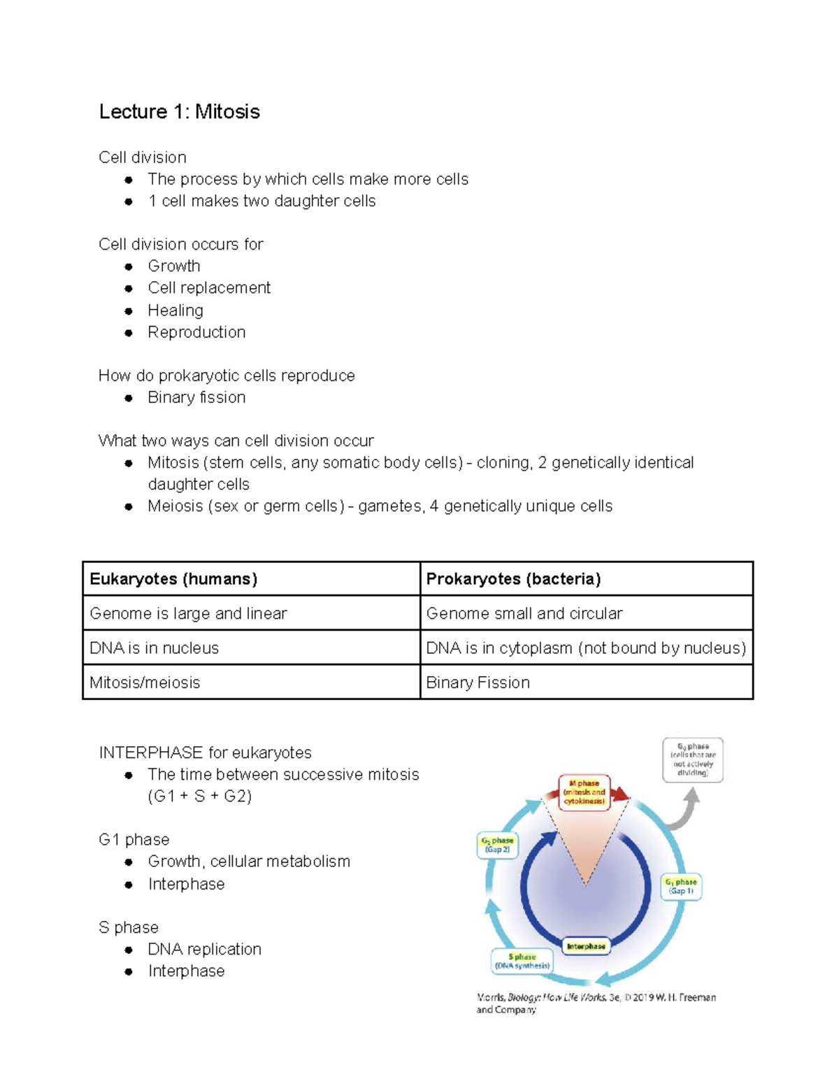 BIOL1090 Midterm Review: Mitosis and Meiosis Overview - Studocu