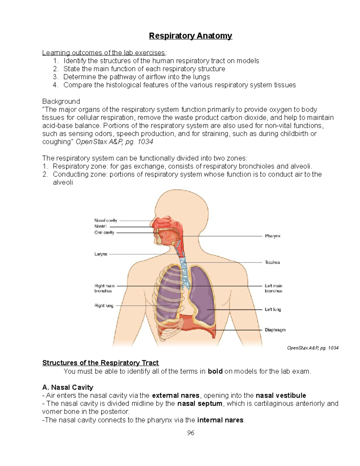 The Respiratory System Worksheet