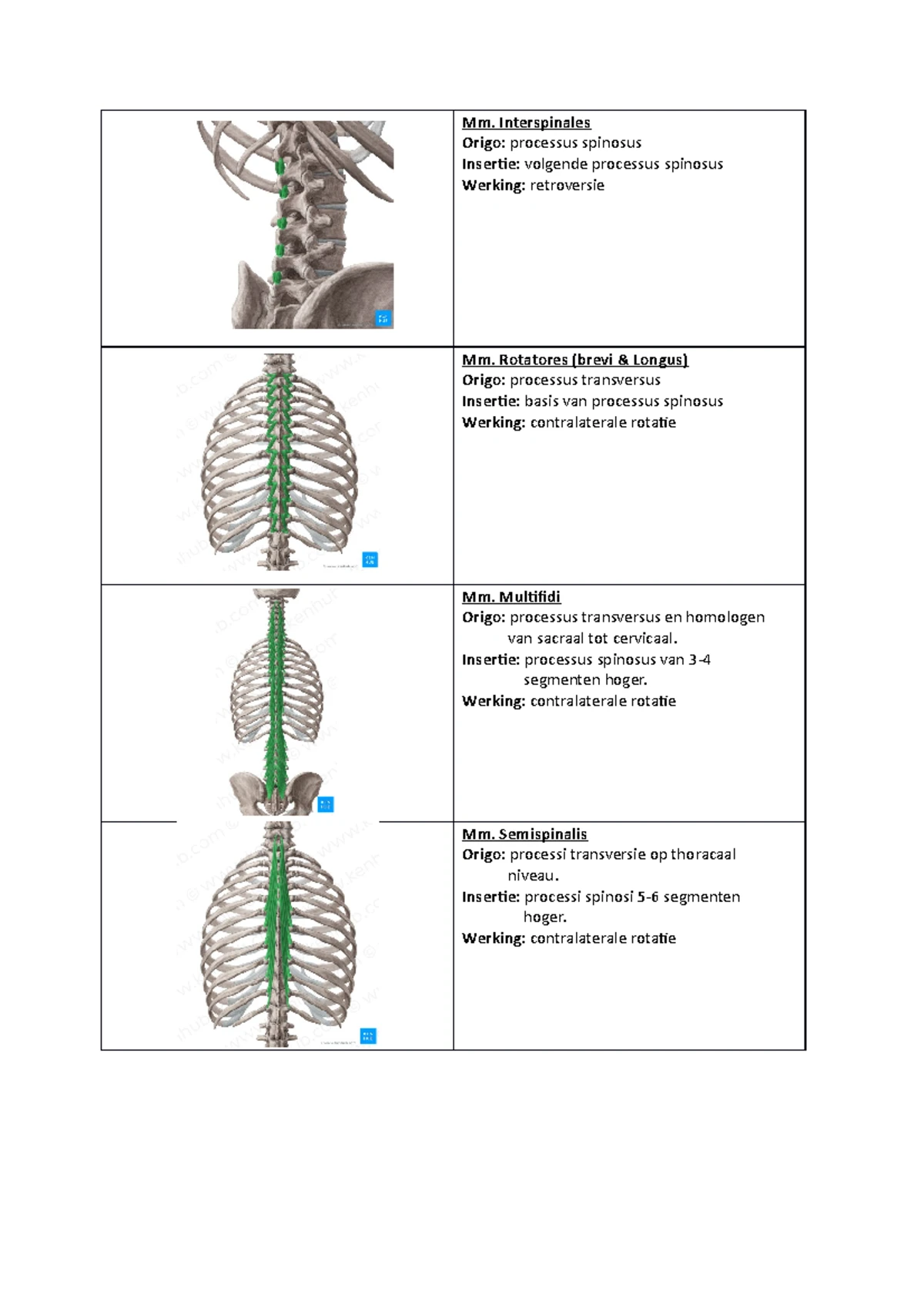 Spier kaartjes anatomie 1 - Mm. Interspinales Origo: processus spinosus ...