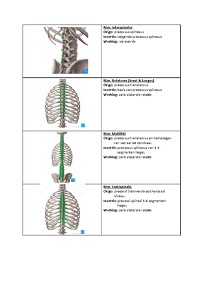 Belangrijke basis dingen anatomie - Belangrijke dingen om te onthouden ...