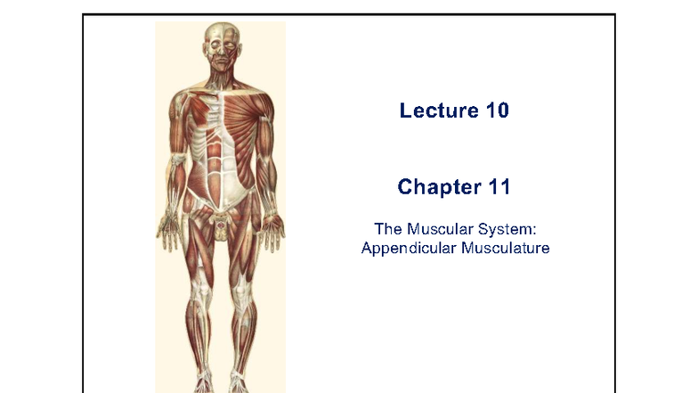 Muscular System Overview: Appendicular Musculature (Lecture 10, Ch 11 ...