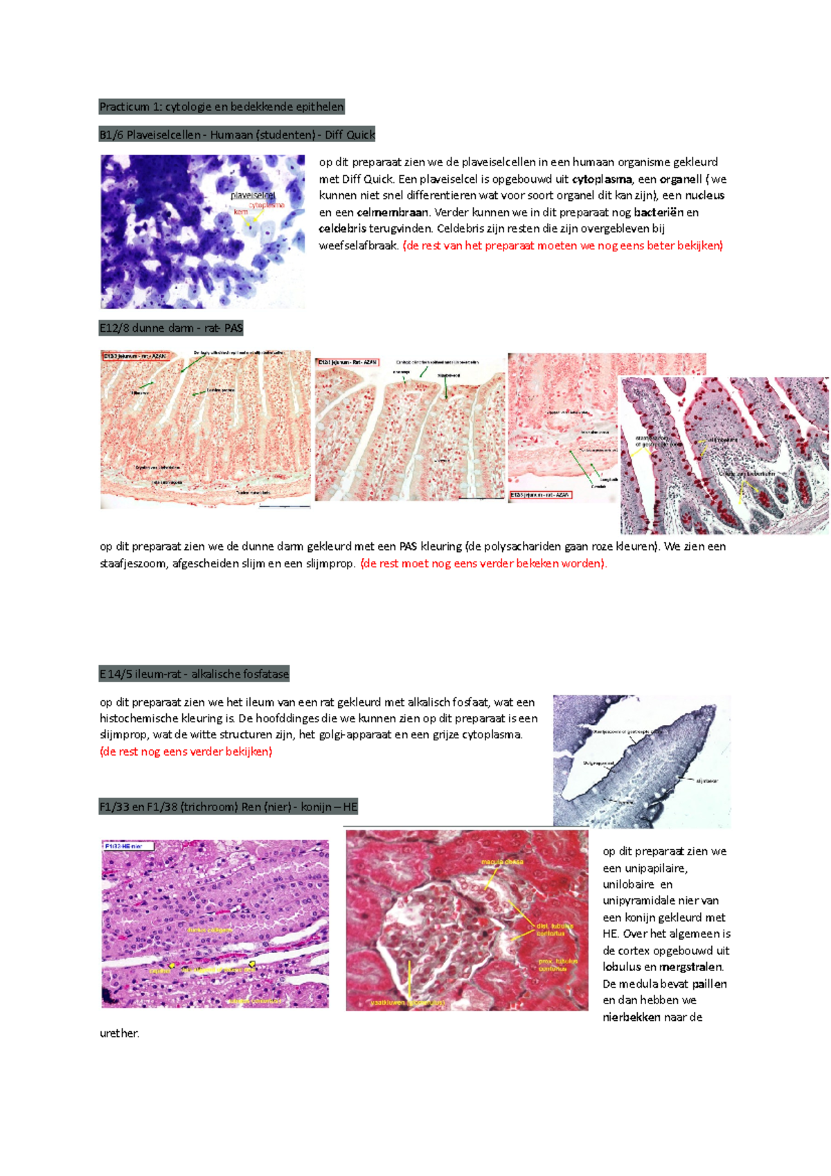 Cel en weefselleer practicum - Practicum 1: cytologie en bedekkende ...