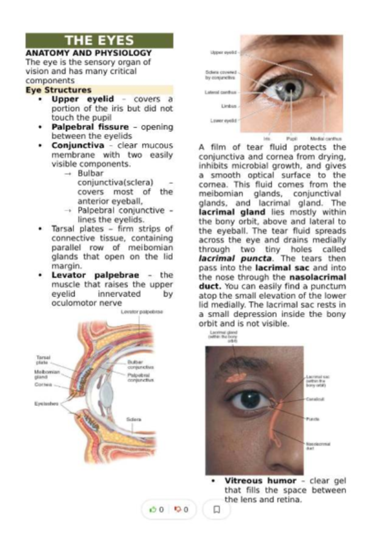 HA LEC AND LAB - Anatomy and Physiology of the Eye and Ear - Studocu