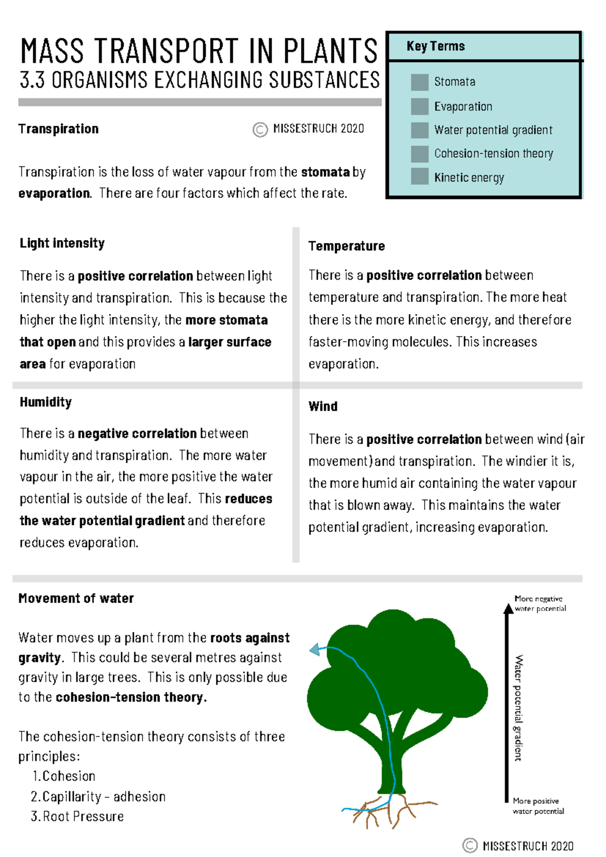 Mass transport in plants - Sheffield - Studocu