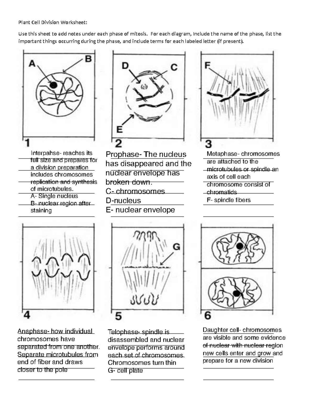 Plant+Cell+Division+Worksheet - Plant Cell Division Worksheet: Use this ...