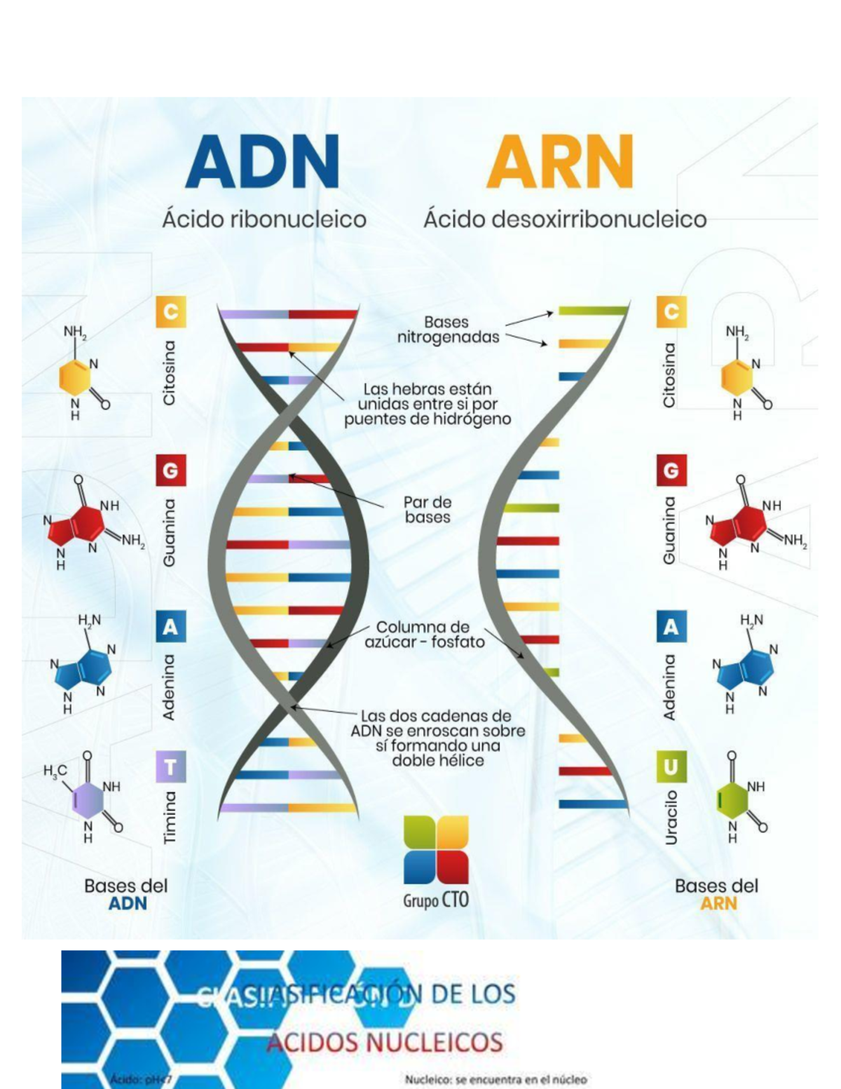 ADN y ARN: Estructura y Funciones de los Ácidos Nucleicos - Studocu