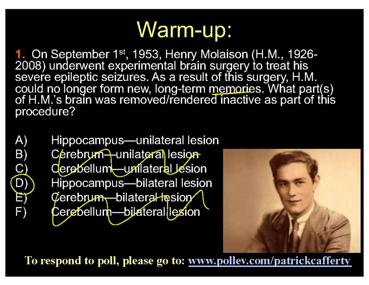 Lecture 10 Neurobiology II: Overview of the Brain and Functions - Studocu