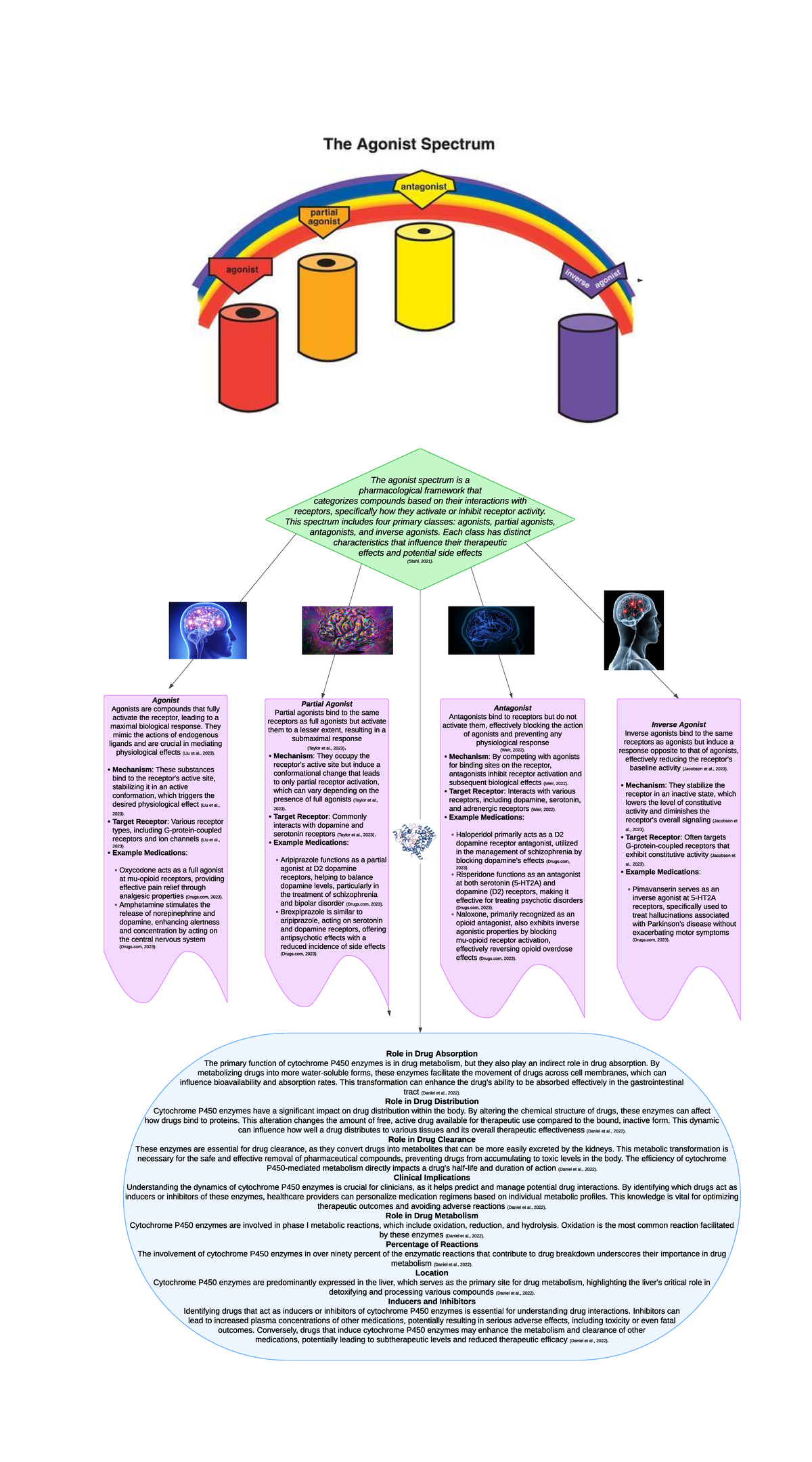 Final Concept Map of Agonist Spectrum and Cytochrome P450 Enzymes - Studocu