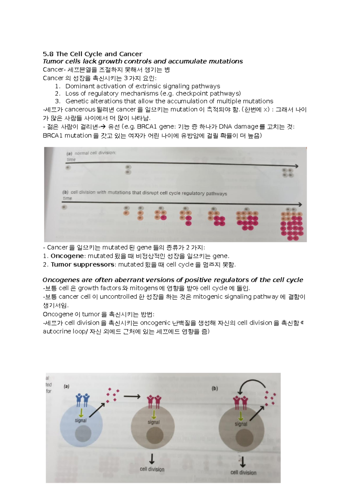 Molecular Biology Note 5 - 5 The Cell Cycle and Cancer Tumor cells lack ...