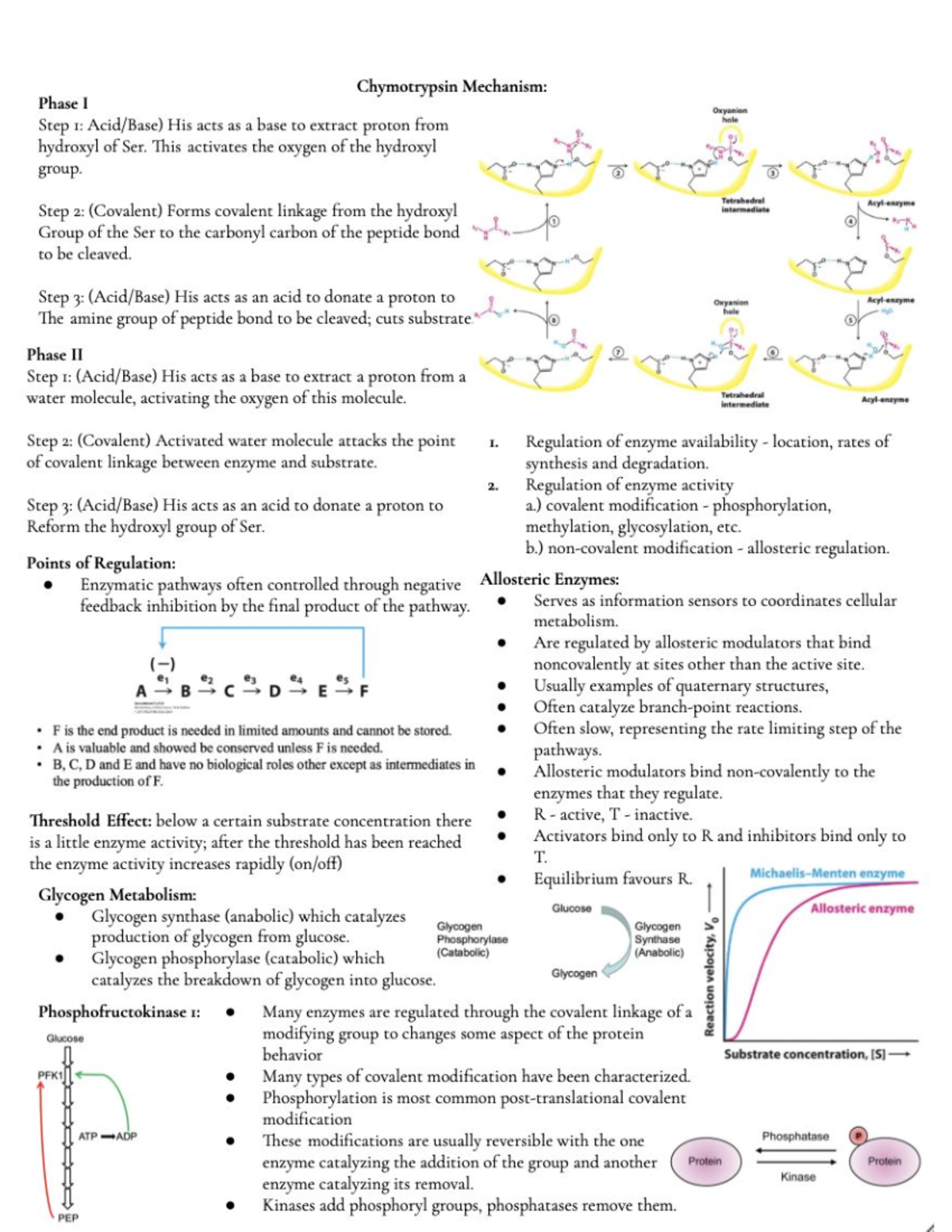 Chymotrypsin Mechanism & Enzyme Regulation: Study Notes for Biochem 101 ...