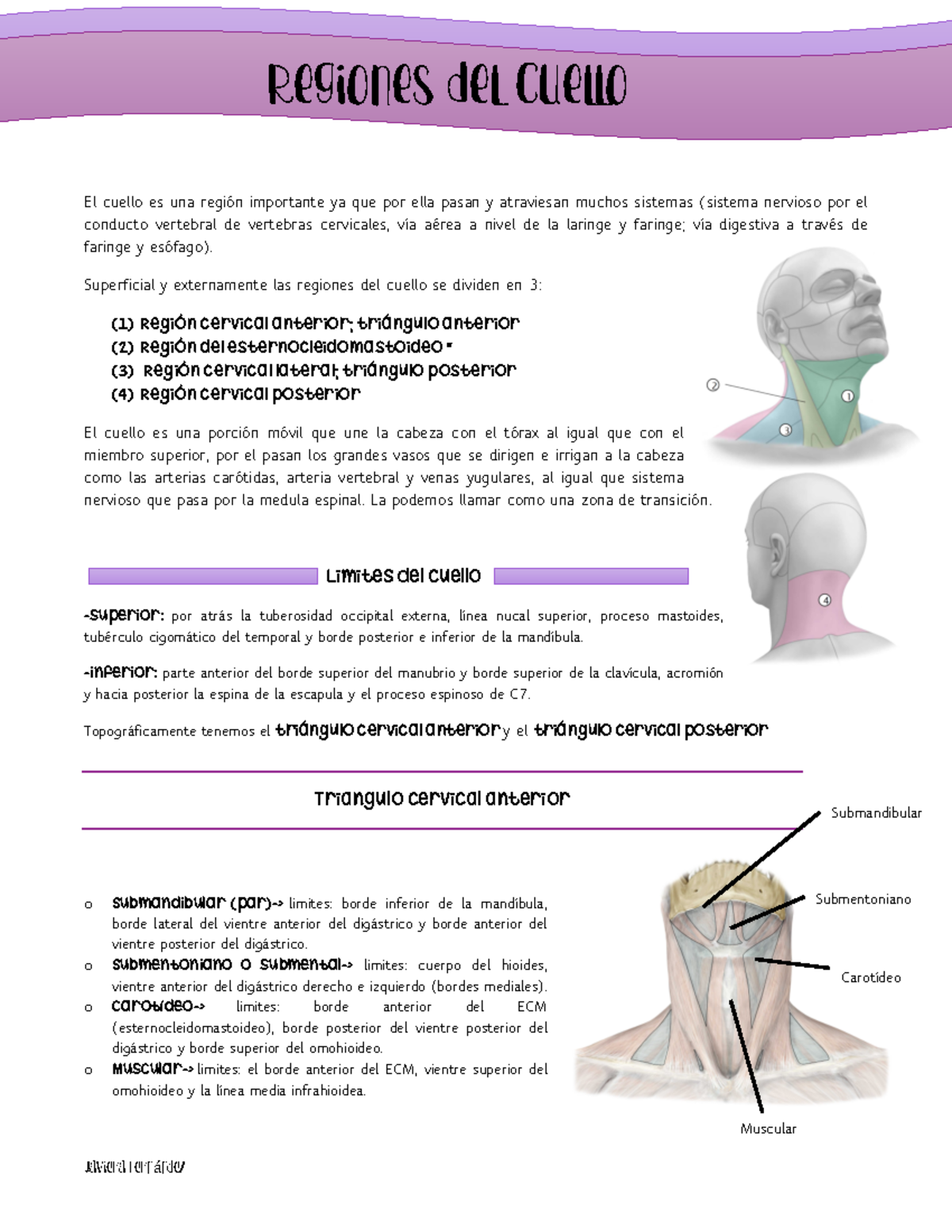 Regiones del cuello - apuntes de anatomía - El cuello es una región ...