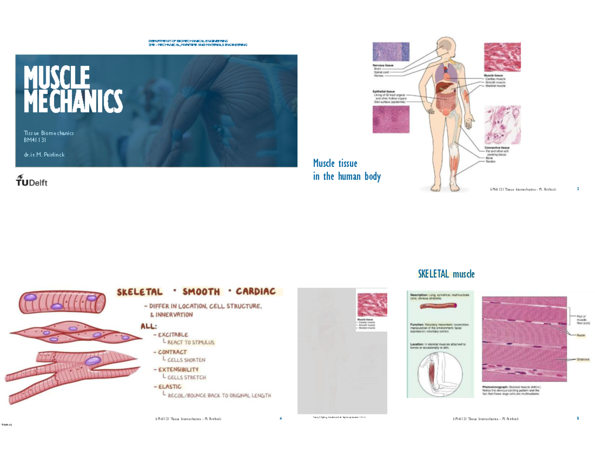 BM41131 Lecture 12 Notes: Muscle Mechanics and Tissue Biomechanics ...