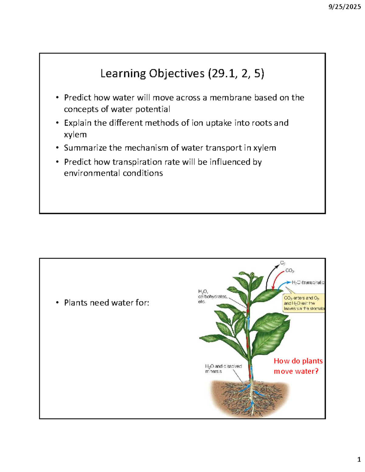Plant Water Transport Mechanisms & Ion Uptake (29.1, 2, 5) - Studocu