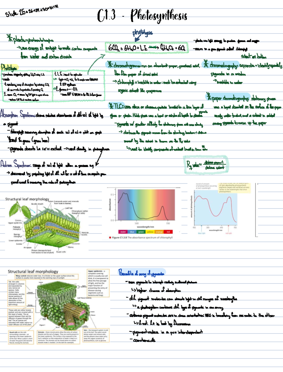 C1.3 Photosynthesis: Detailed Notes on Photolysis and Pigments - Studocu