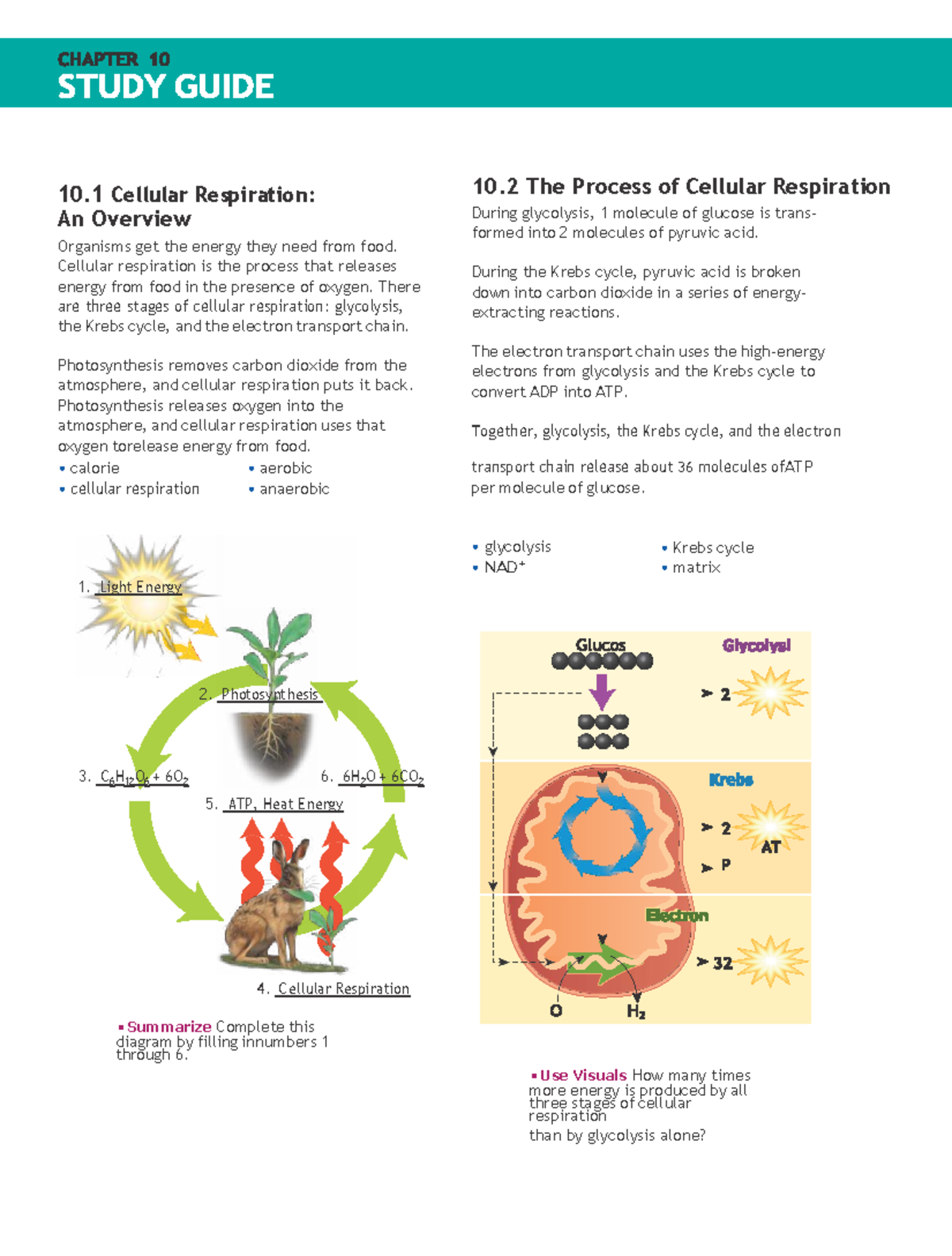 Chapter 10 Study Guide - Cellular Respiration - 10 Cellular Respiration ...