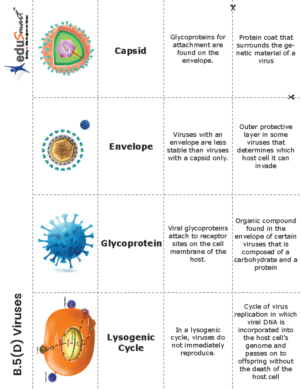 B.5(D) Viruses - it a good lesson - B(D) Viruses Capsid Envelope ...
