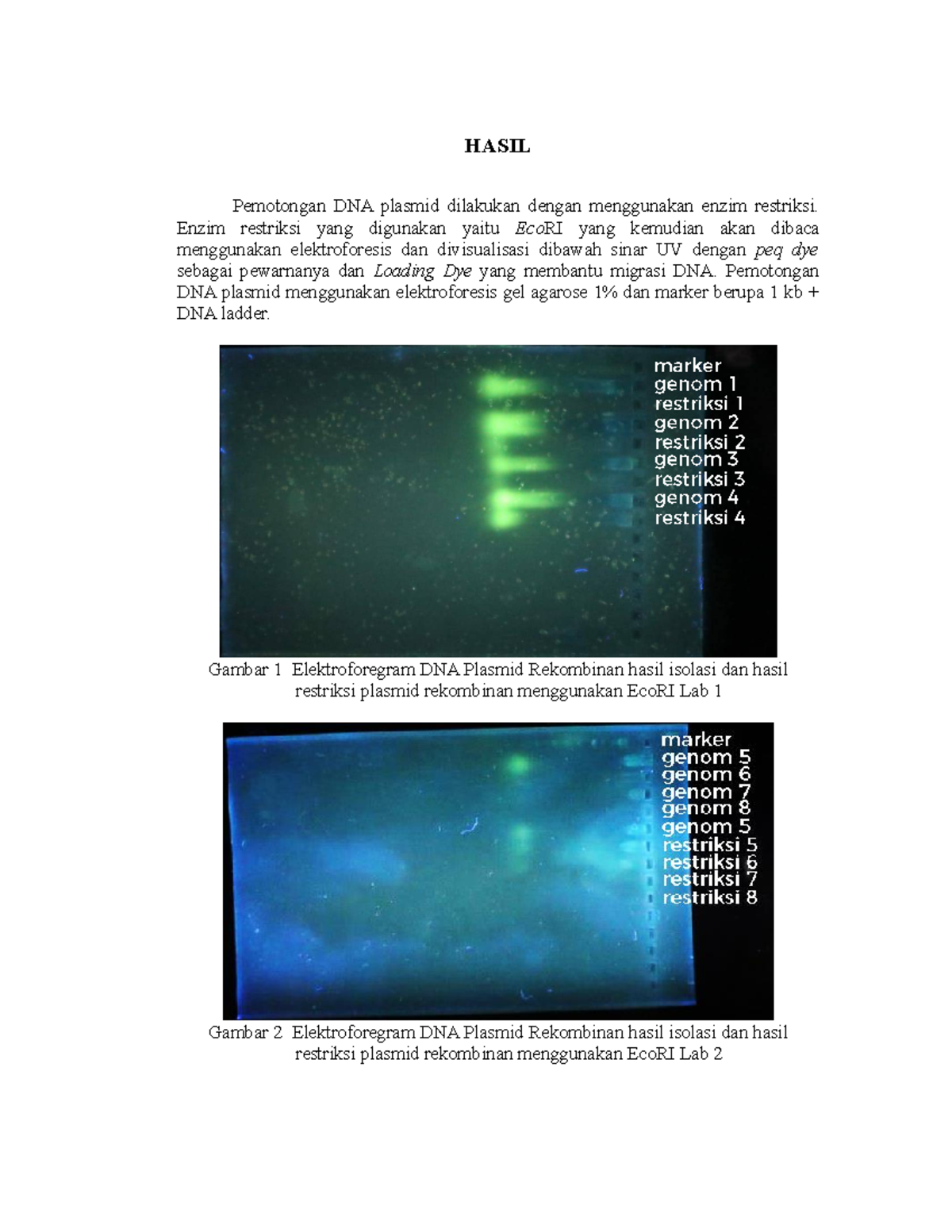 Laporan 2 Pemotongan DNA Plasmid dengan Enzim Restriksi EcoRI dan ...