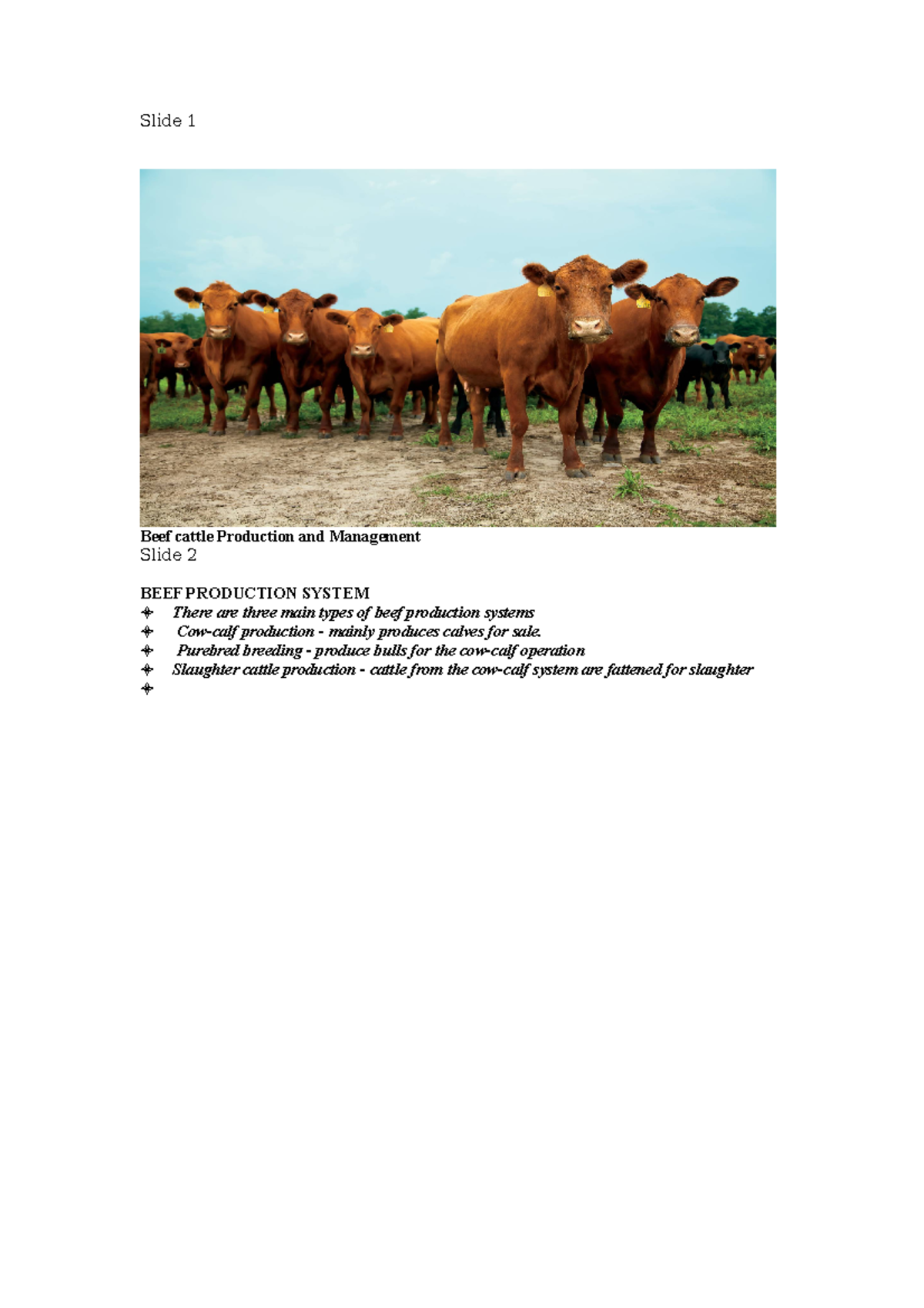 Beef cattle Production and Management - Purebred breeding - produce ...