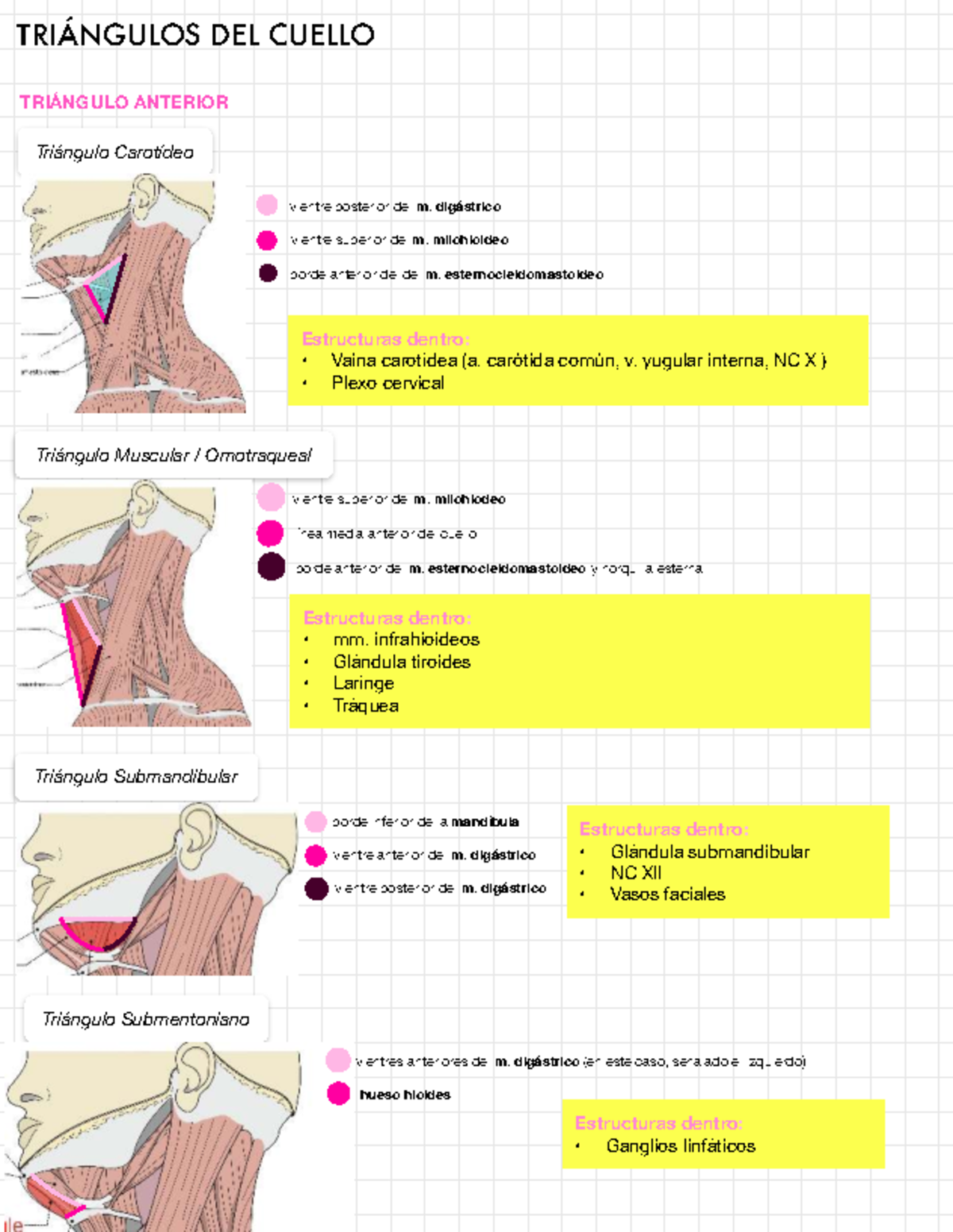 Anatomía - Triángulos del Cuello: Estructuras y Funciones Esenciales - Studocu