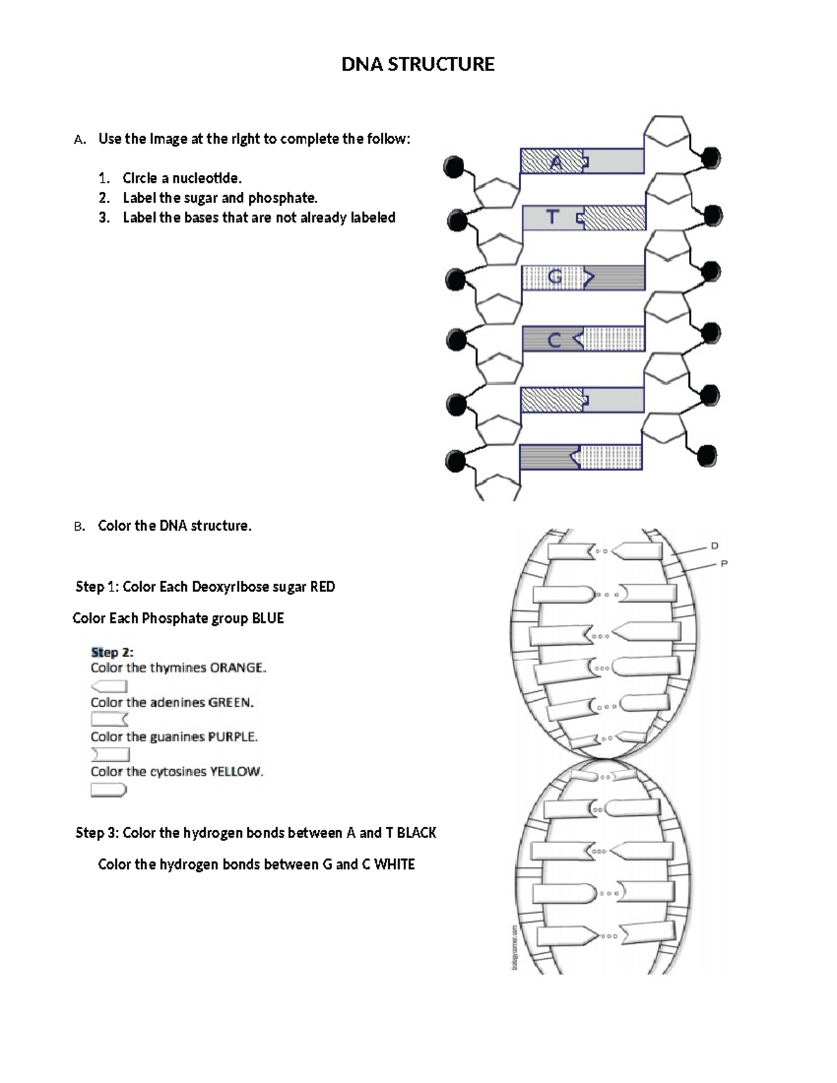 DNA Structure Activities: Labeling and Coloring Guide - Studocu