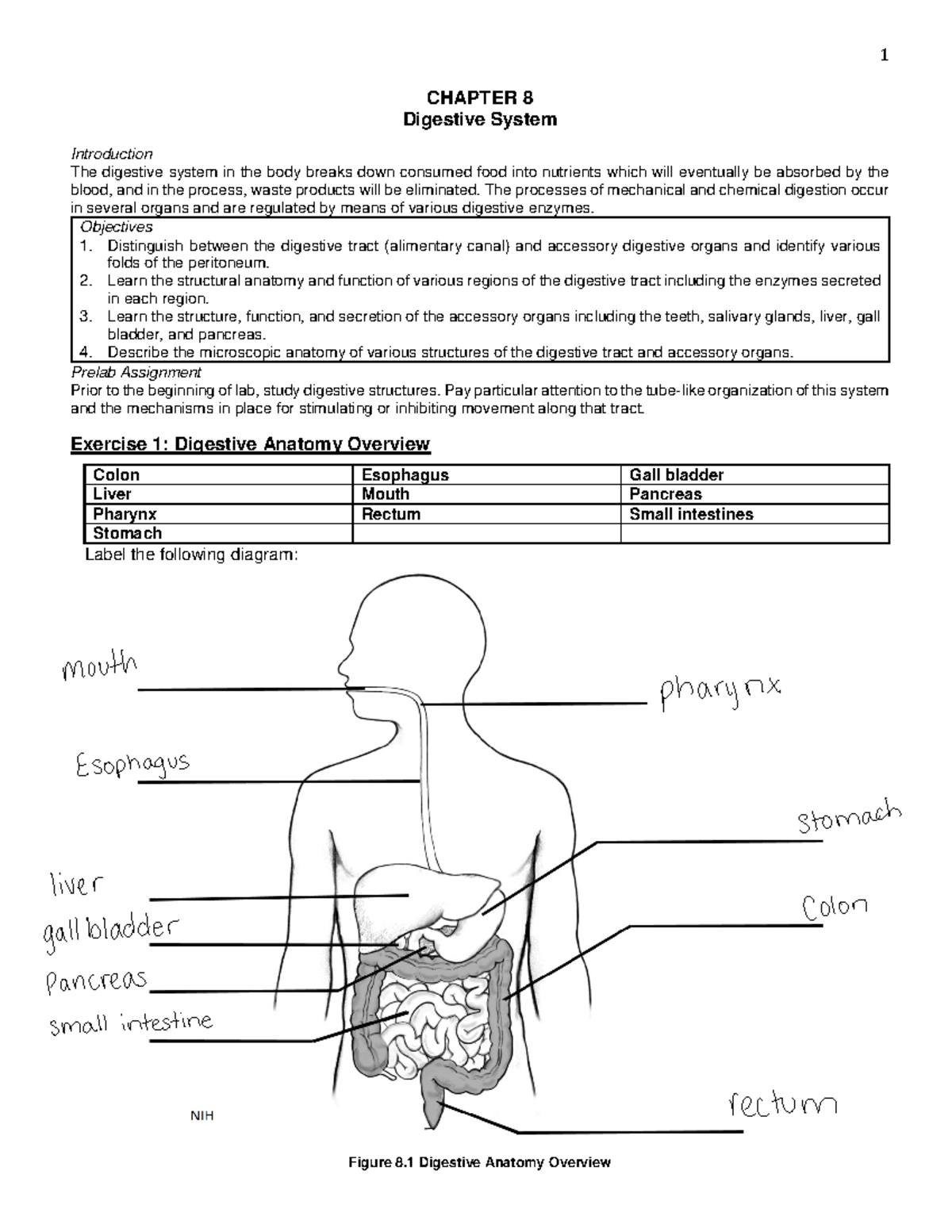 Lab 8: Comprehensive Study of the Digestive System - Studocu