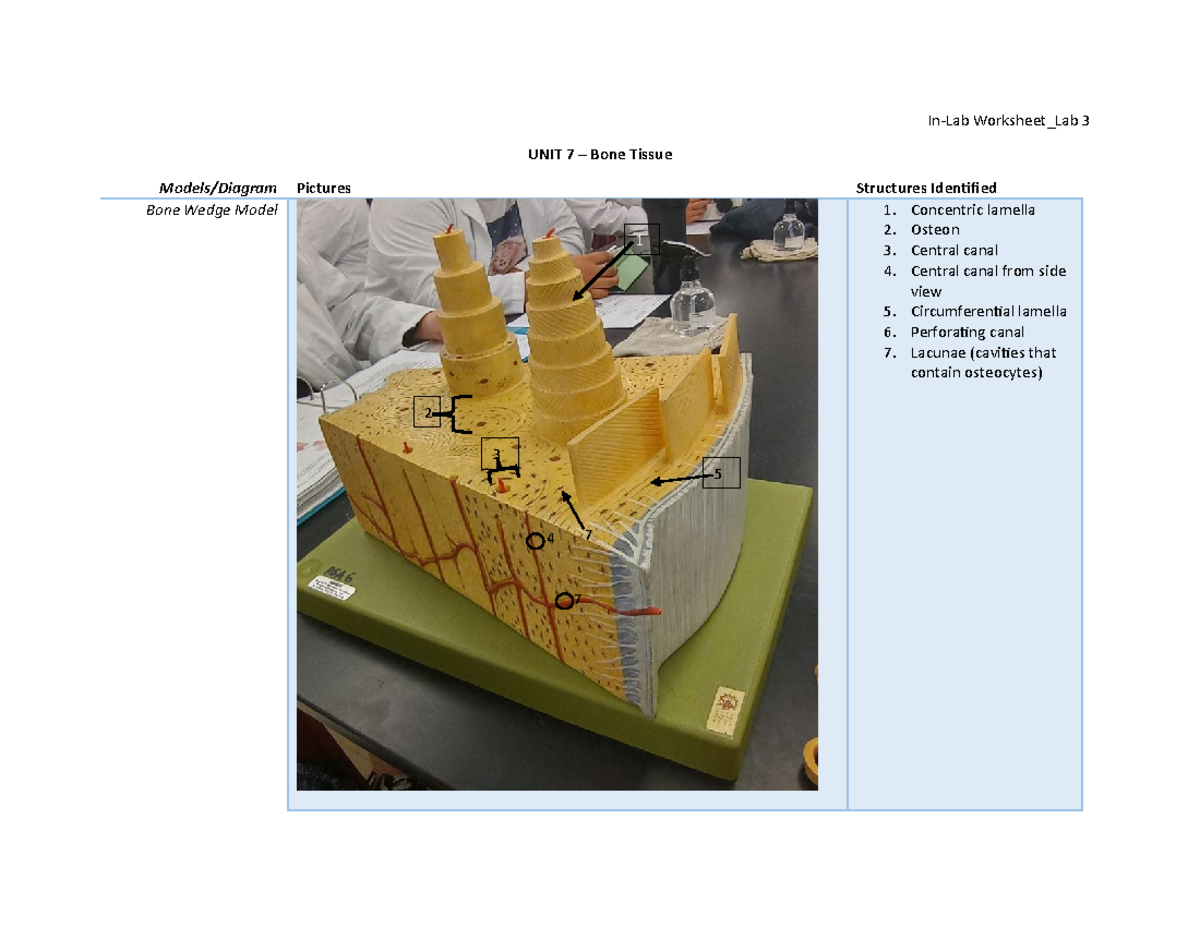 Lab 3 Supplemental Materials - In-Lab Worksheet_Lab 3 UNIT 7 – Bone ...