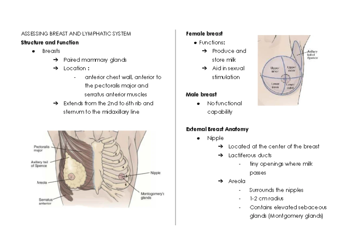 Assessing Breast and Lymphatic System: A Comprehensive Guide - Studocu