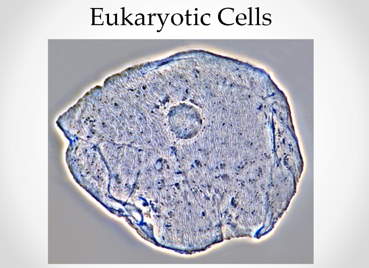 Eukaryotic Cell Structure and Function: Key Concepts and Discoveries ...