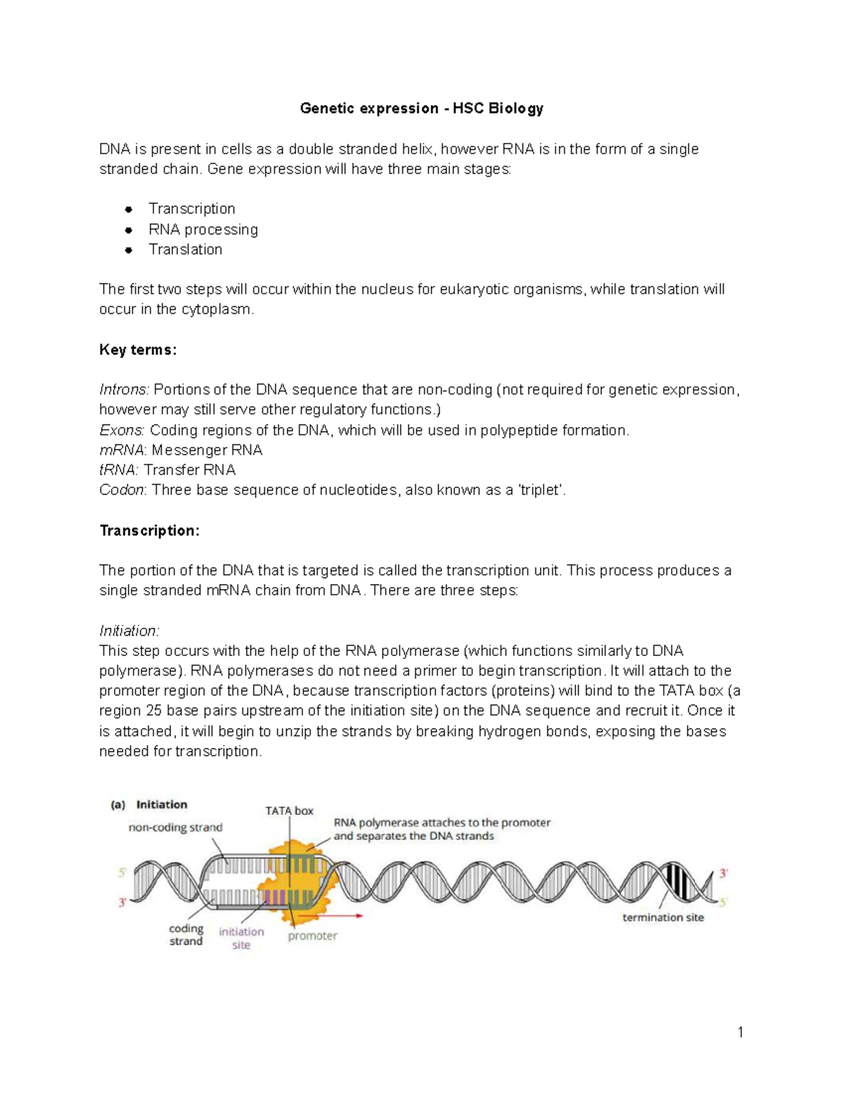 Genetic Expression Overview - HSC Biology Notes - Studocu