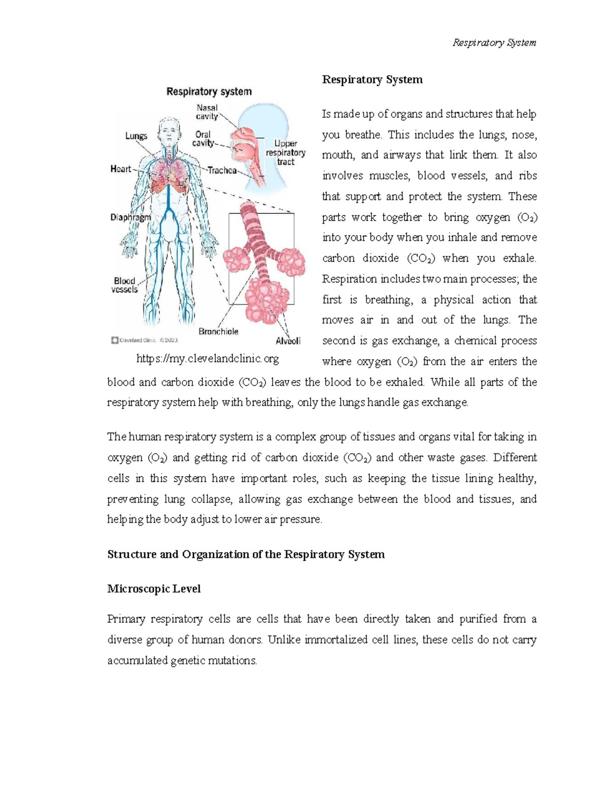 Respiratory System Overview Anatomy Functions And Diseases Bio 101