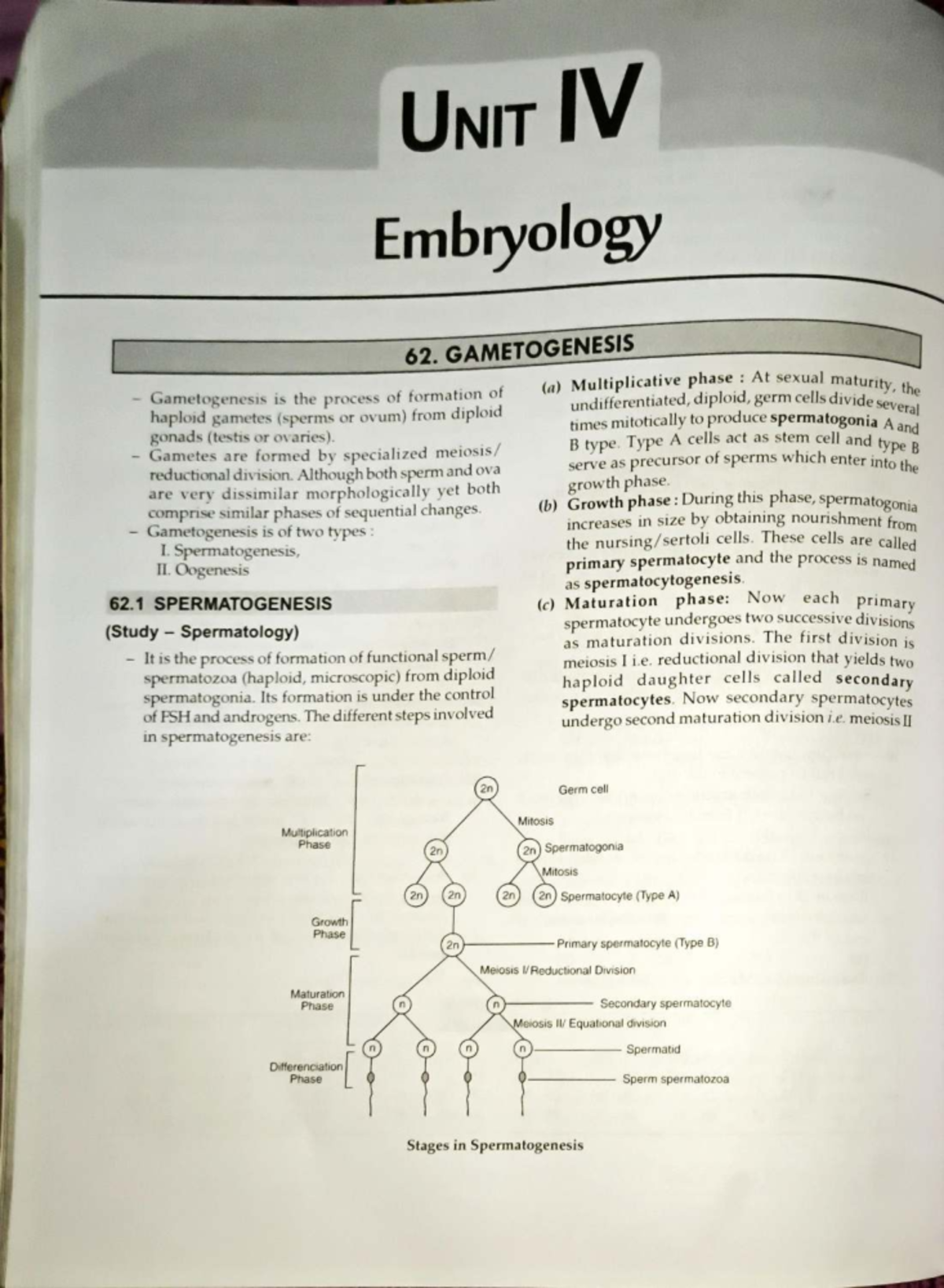 UNIT IV Embryology: Gametogenesis, Spermatogenesis & Oogenesis - Studocu