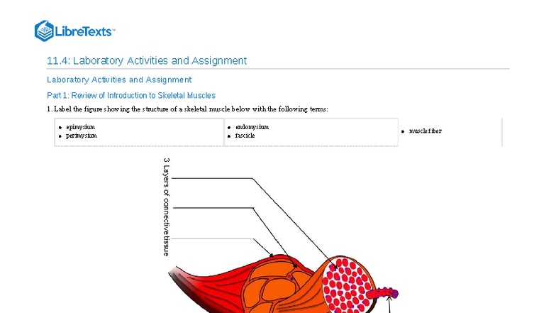 Lab 11.4: Skeletal Muscles Activities & Assignments - Studocu