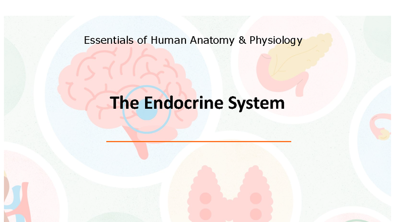 Essentials of Human Anatomy & Physiology: The Endocrine System - Studocu