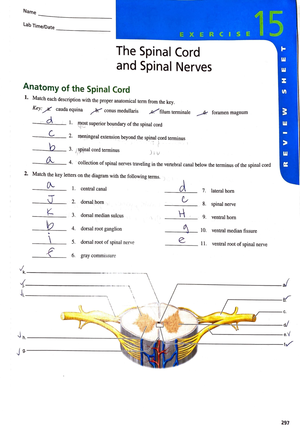 Gross anatomy of the brain and cranial nerves - Using the terms from ...