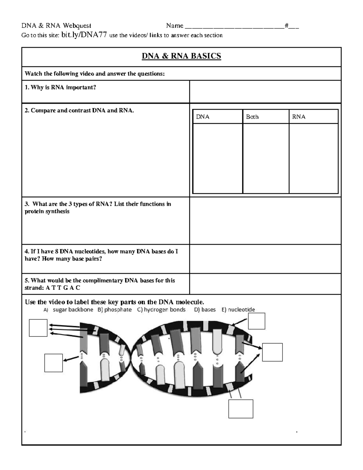 DNA-RNA webquest(NEW) - DNA & RNA Webquest Name ...