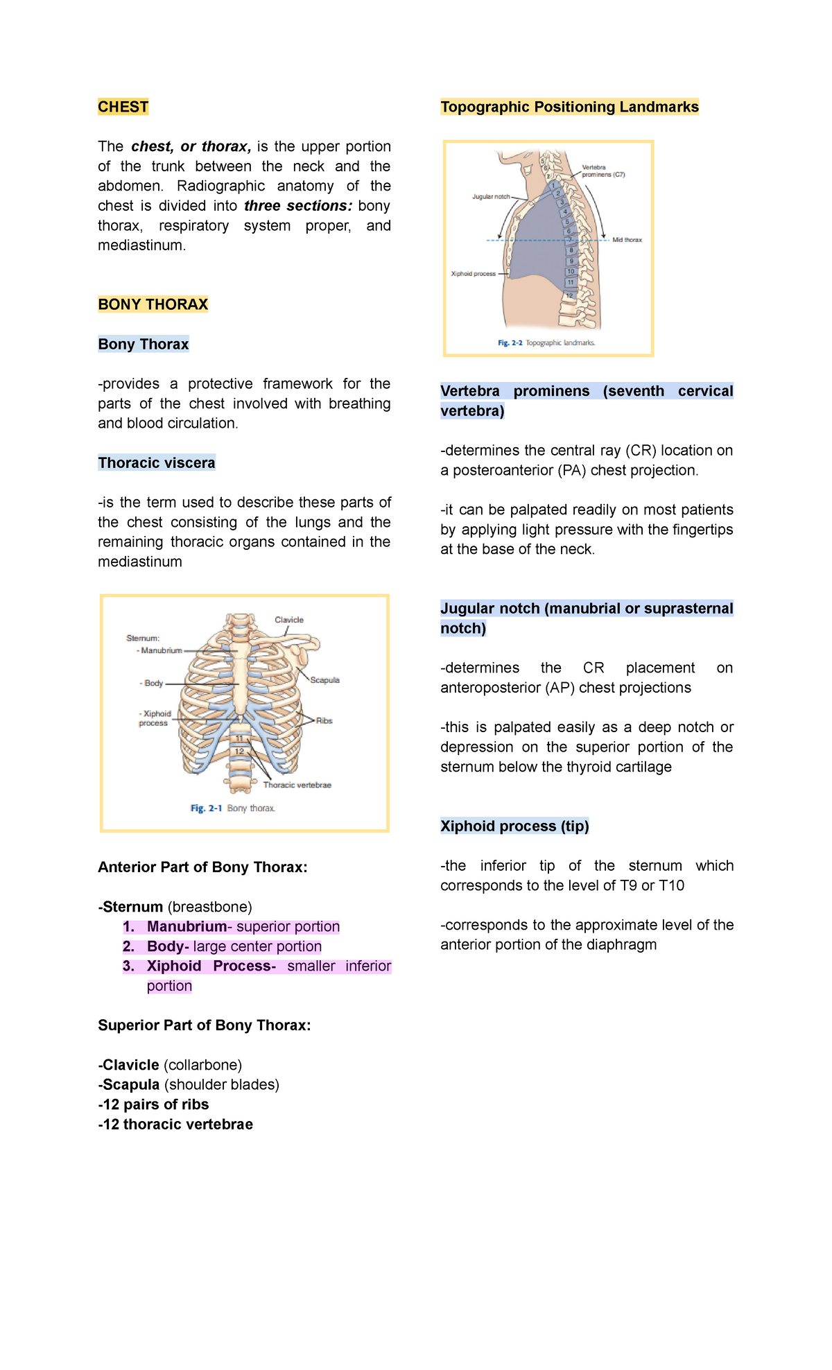Group-3-RAD-POSI- Reporting- Outline copy - CHEST The chest, or thorax ...