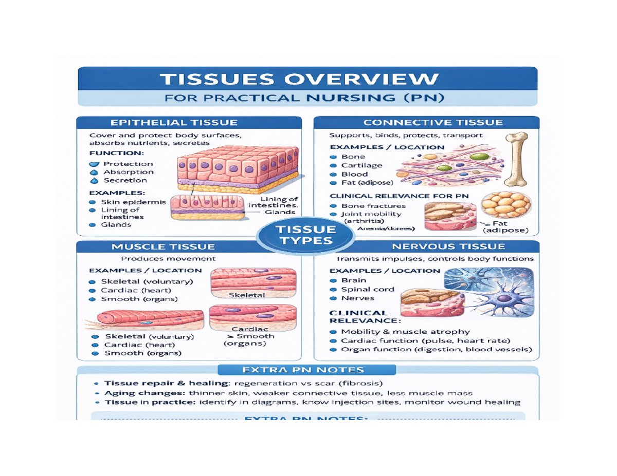 TISSUE TYPES OVERVIEW FOR PRACTICAL NURSING (PN) - Studocu