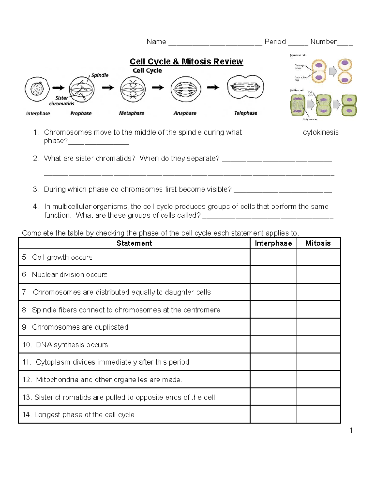 Biology 101: Mitosis Review Sheet and Cell Cycle Overview - Studocu