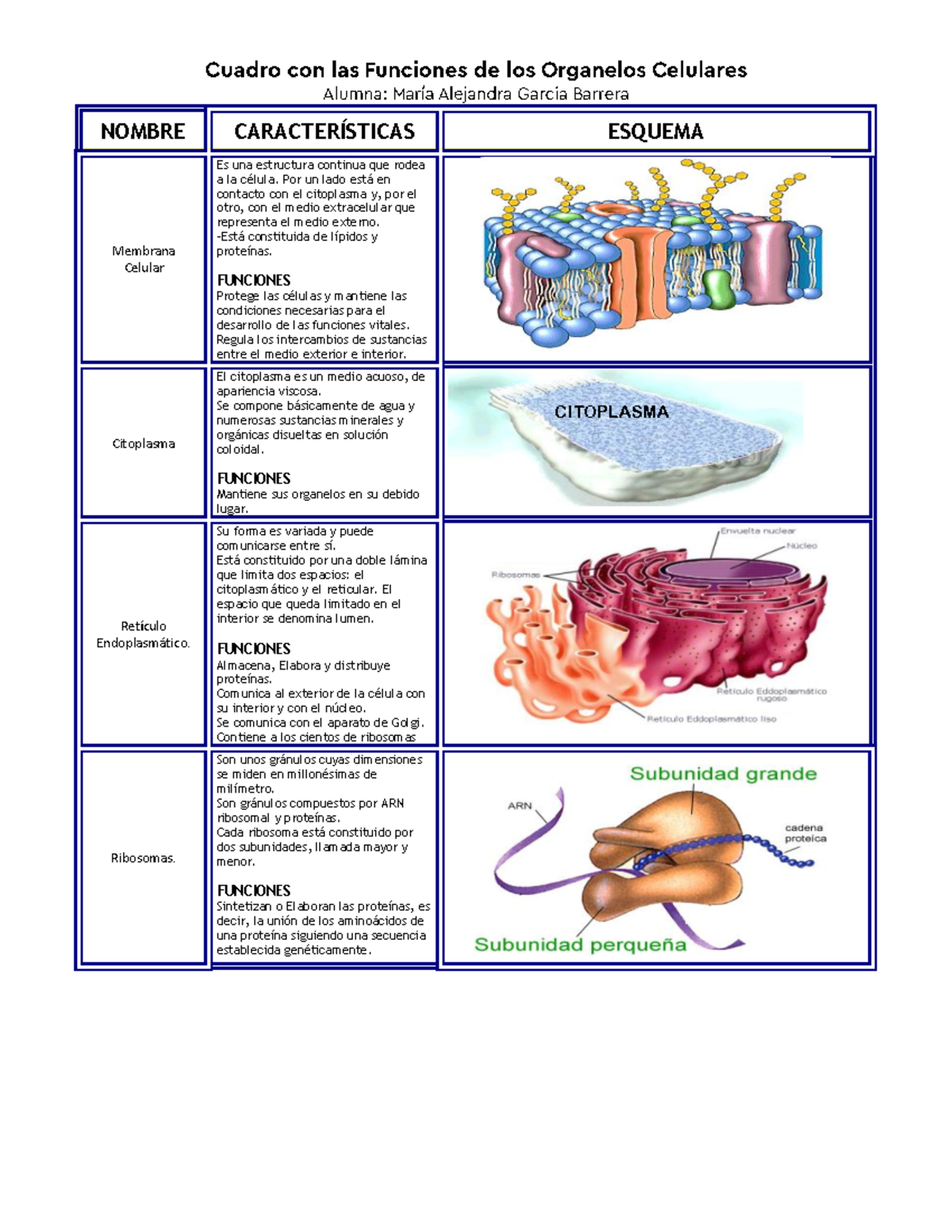 Hoja De Trabajo Sobre La Estructura Y Función Celular: Respuestas