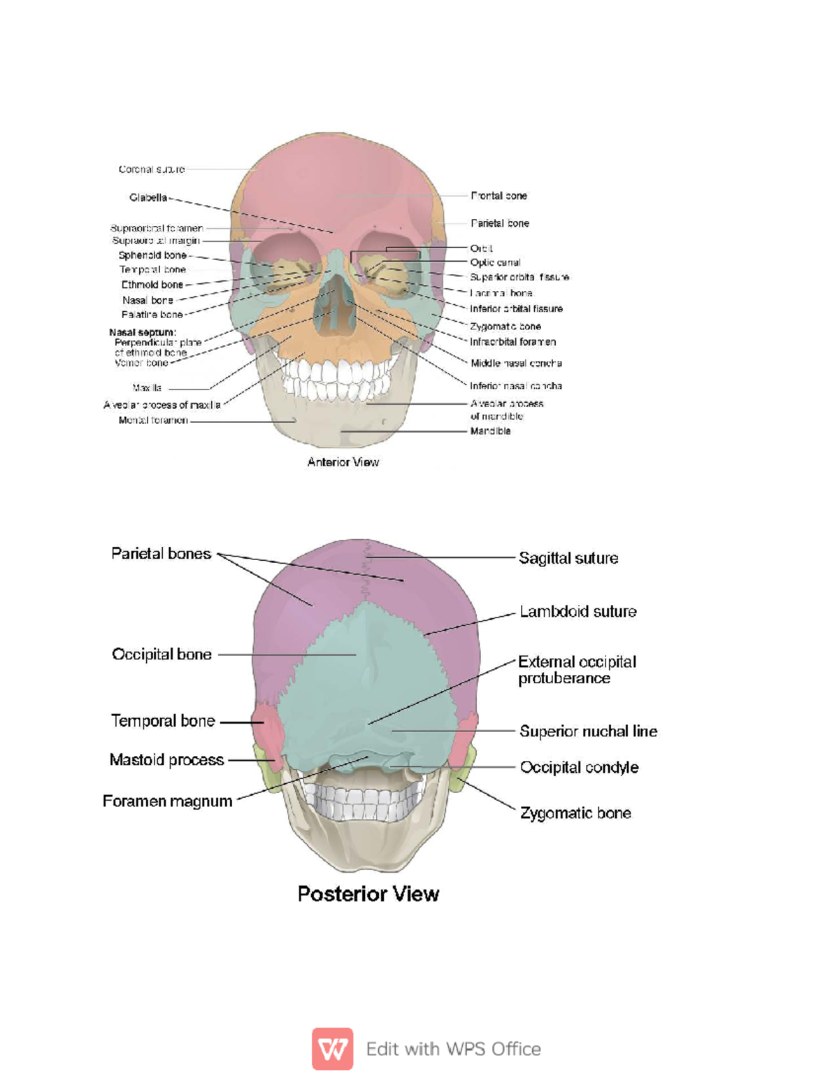 Detailed Anatomy of the Human Skeleton: Axial & Appendicular Overview ...
