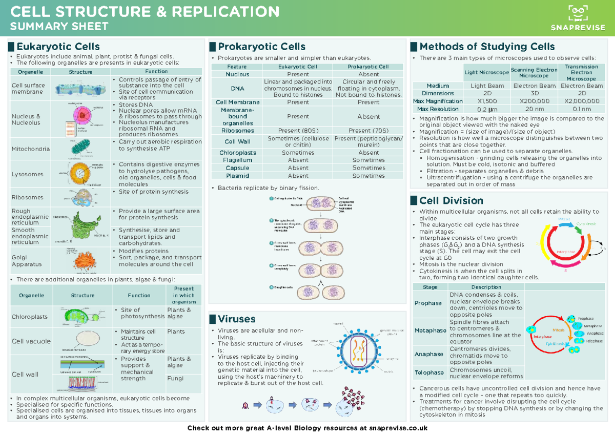 AQA A Level Biology Revision Cheatsheet: Cell Structure & Replication ...
