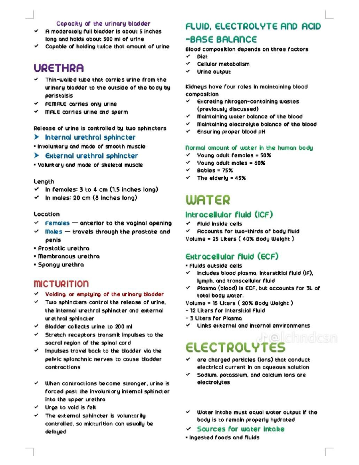 Urinary System - Anatomy Reviewer Notes for Final Exam (ANAT 101) - Studocu