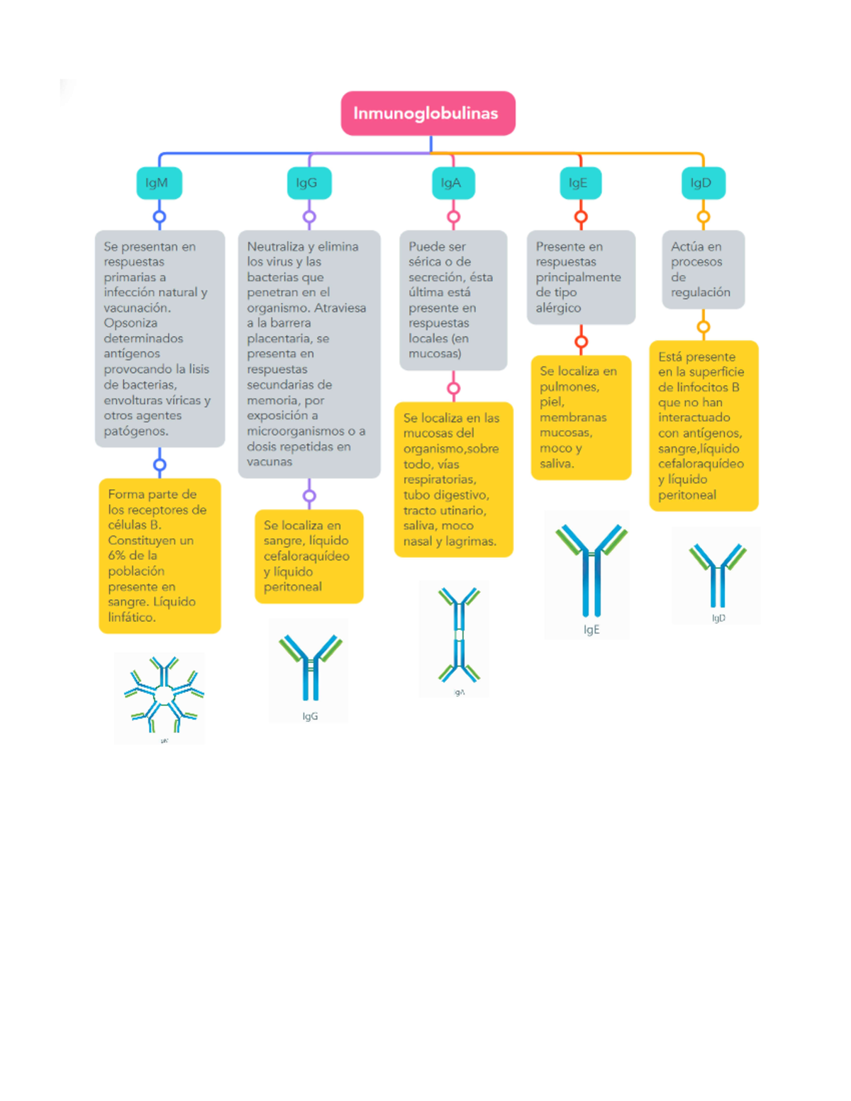 Estructura y Función de las Inmunoglobulinas: IgM, IgG, IgA, IgE, IgD ...