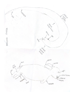 Bio 136 Stochastic Ecosystems Presentation - Bio 136 BLOCKBUSTER ...