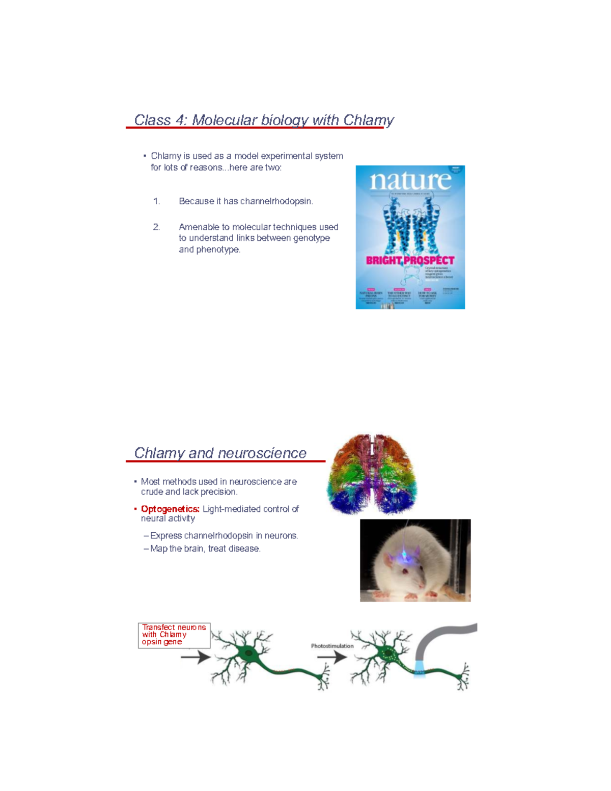 Class 4: Molecular Biology & Optogenetics with Chlamy Notes - Studocu