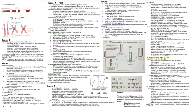 Midterm 1 Cheat Sheet: PCR, DNA Replication, and Eukaryotic Gene ...