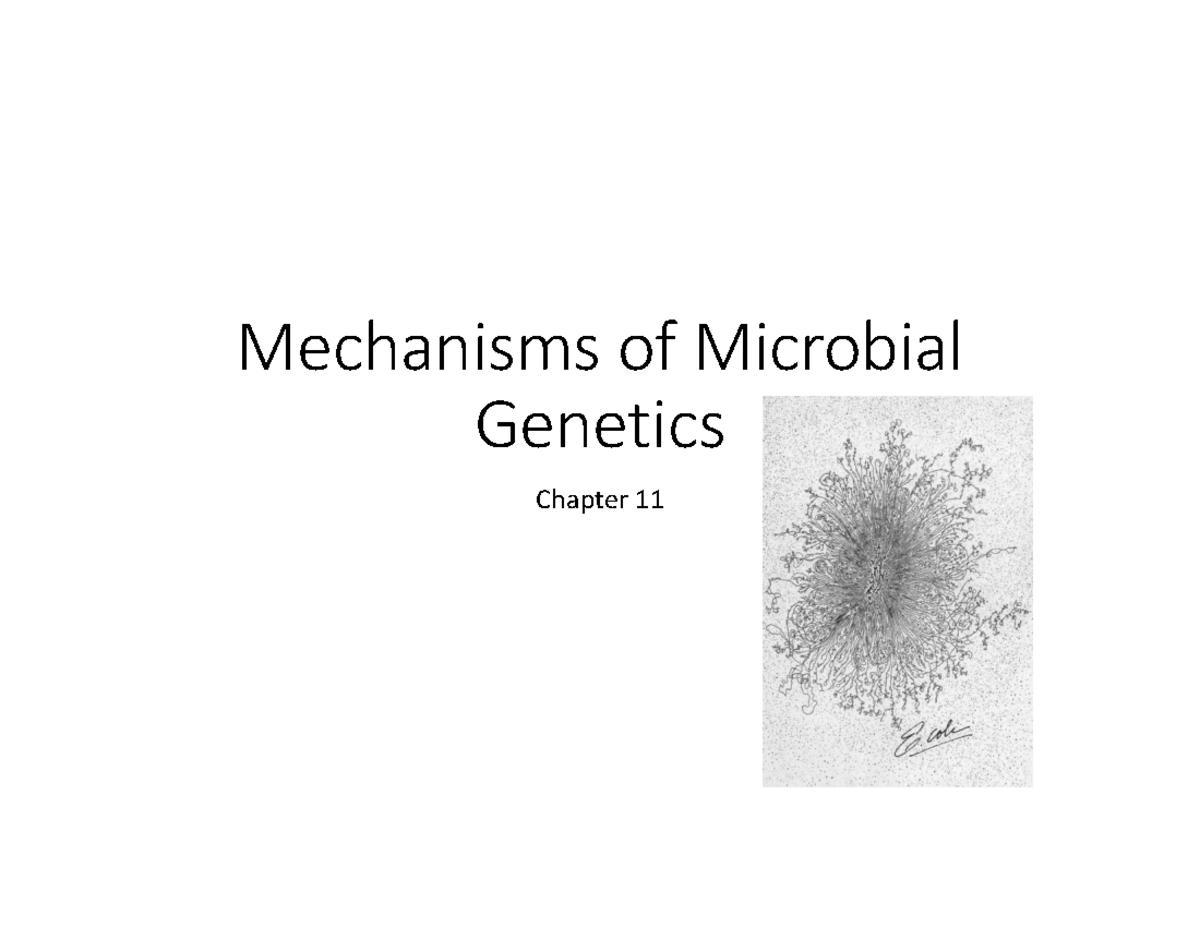 Microbial Genetics Bio101 Chapter 11 Dna Replication Transcription