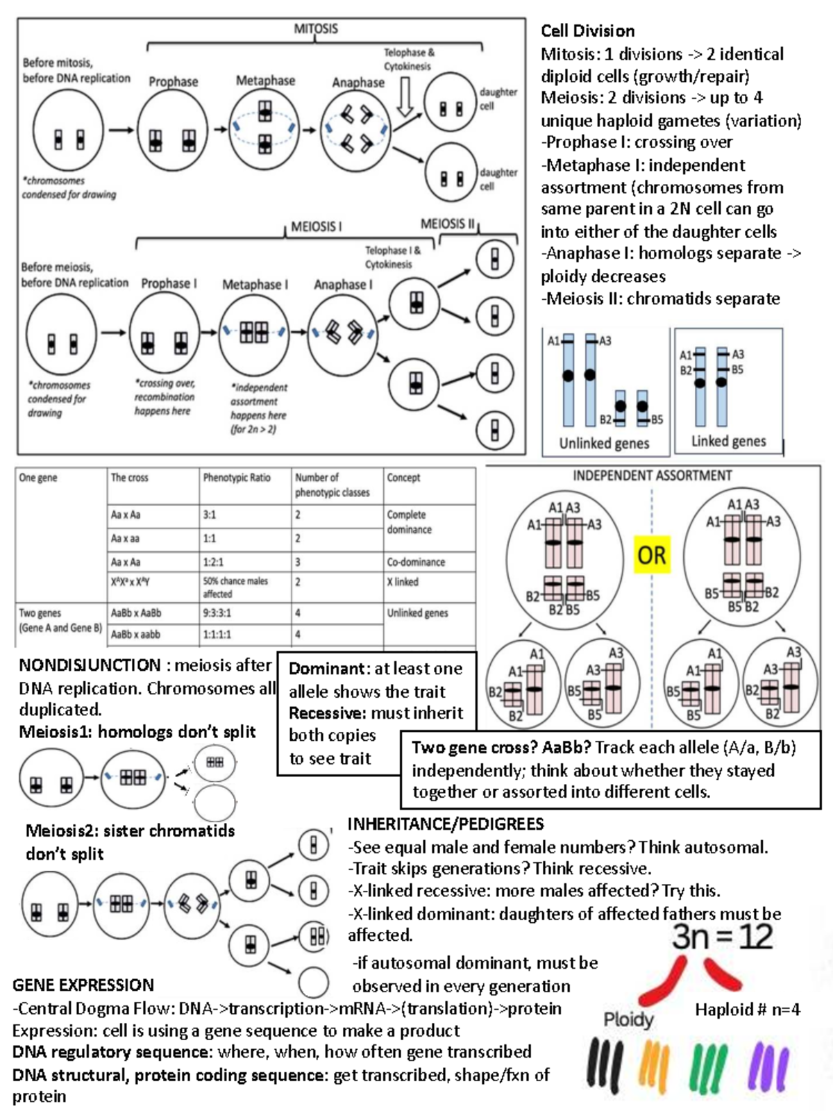 BIOL121 Midterm 1 Study Aid: Cell Division & Gene Expression - Studocu