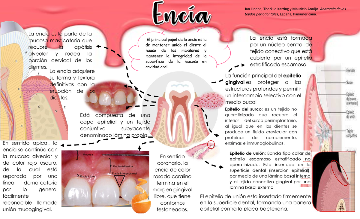 Infografía sobre la Anatomía Macro y Micro de la Encía - Studocu